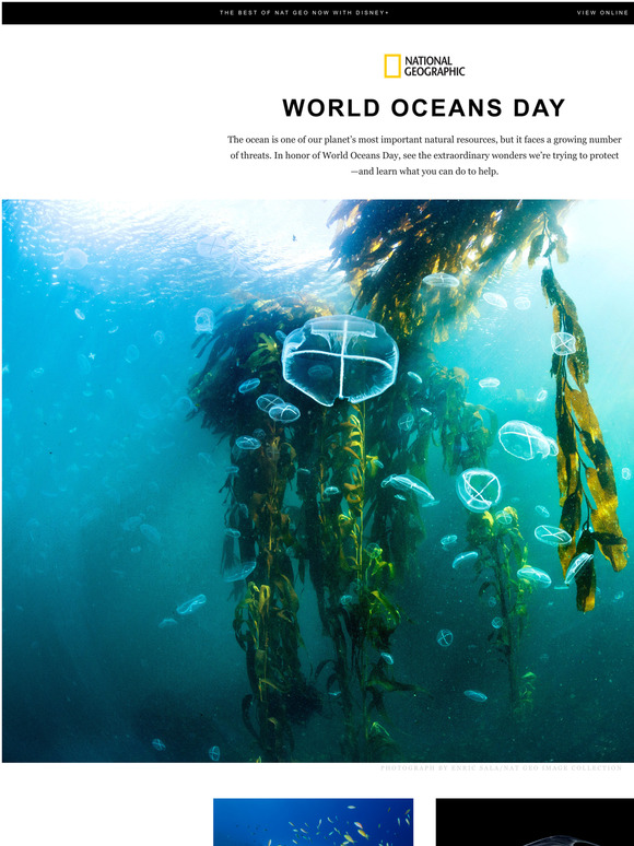 National Geographic: Dive into World Oceans Day with Nat Geo | Milled