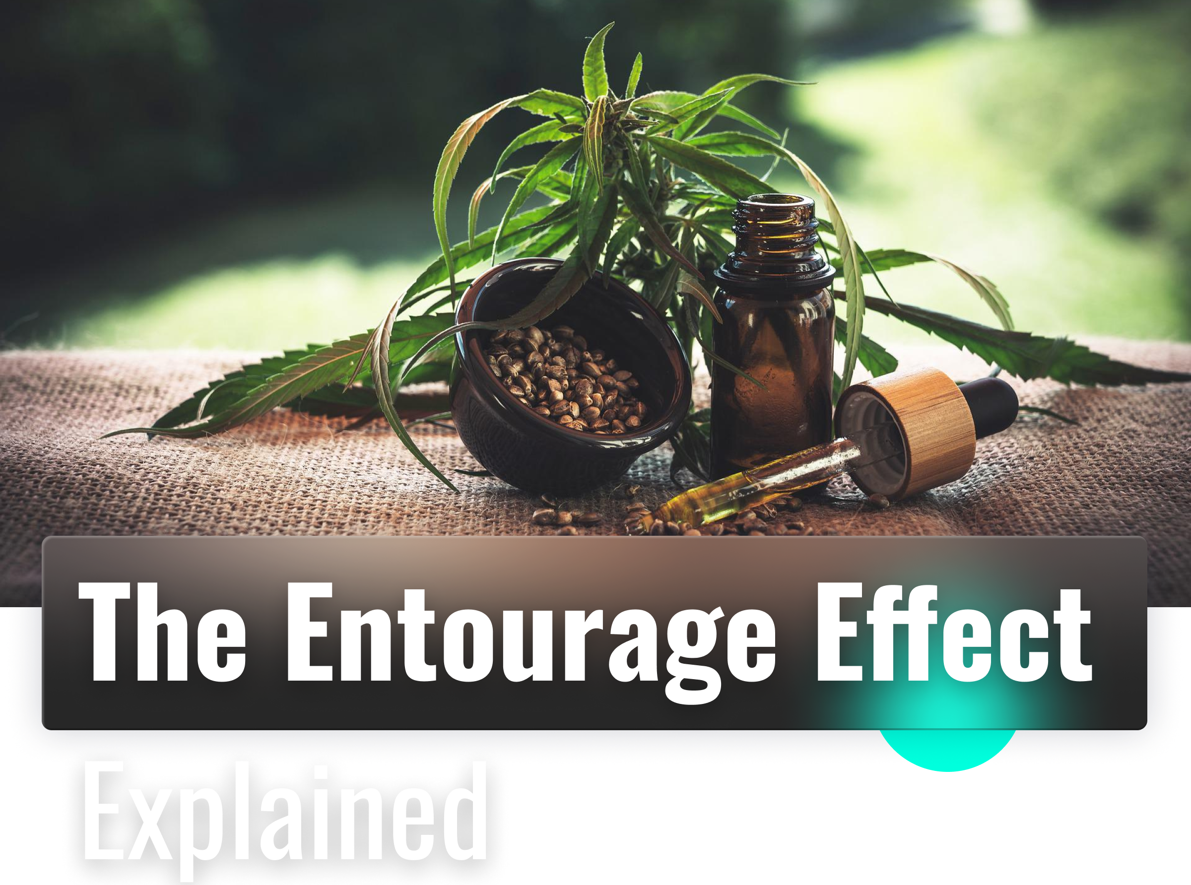 Nanocraft CBD: What is the Entourage Effect? | Milled