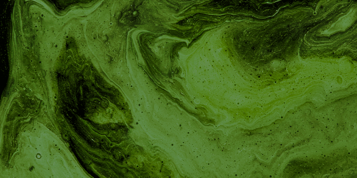 Vivo Life: The power of algae | Milled