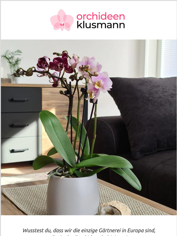 Orchideen Klusmann: Lass dir diese Cocktails nicht entgehen 🌸 | Milled