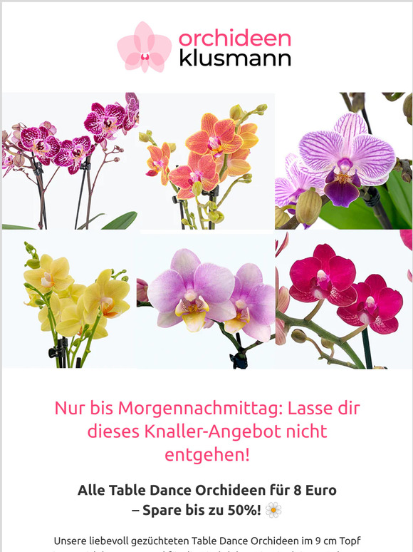 Orchideen Klusmann DE: Table Dance Orchideen zum Verlieben! | Milled