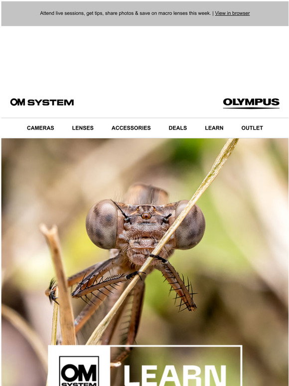 Olympus: It's Insect Week: 6 Ways to Celebrate | Milled