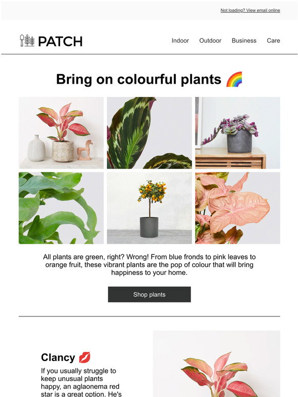Patch Plants: Get your colour fix 🌈 | Milled