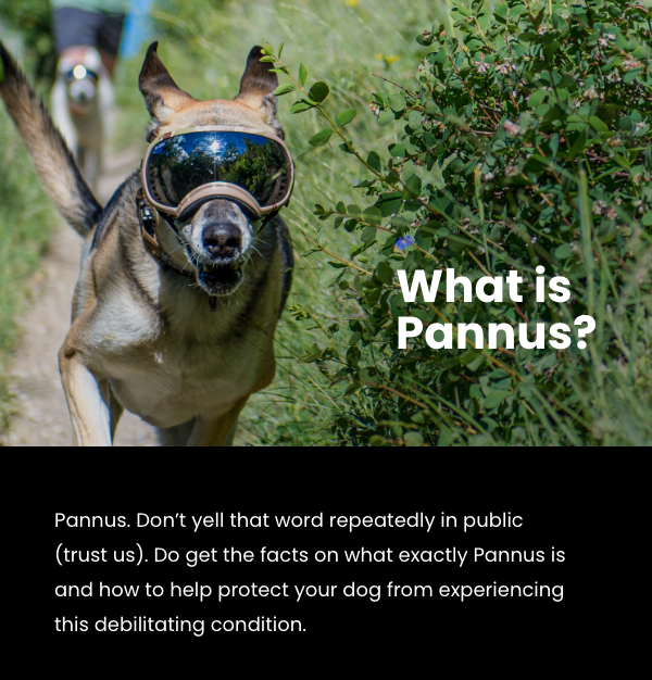 Rex Specs: WHAT is Pannus? How do dogs see the world? | Milled