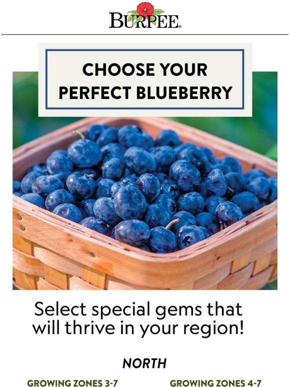 Burpee: Which Blueberry Is Right for You? | Milled