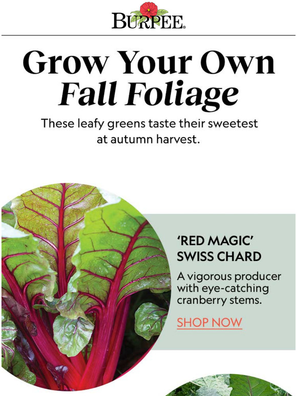 Burpee: Grow Your Own Fall Foliage! | Milled