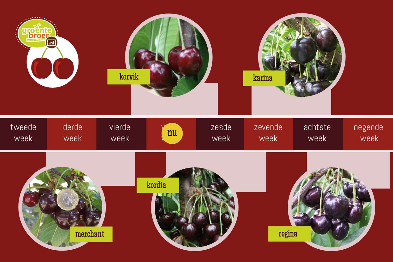Groentebroer: Dit zijn de voordelen van witte kersen 🍒 | Milled