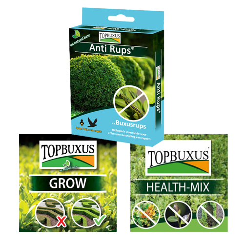 Buxus-rups.nl: De eerste buxusrupsen zijn gesignaleerd, Let op het ...