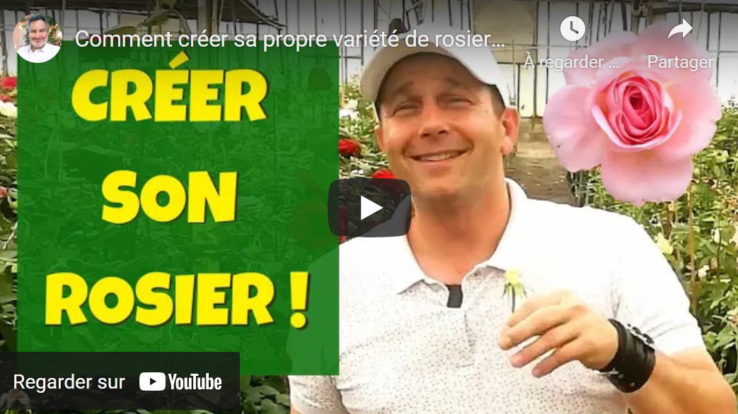 Meilland Richardier: Une rose unique au monde ? Créez votre propre ...