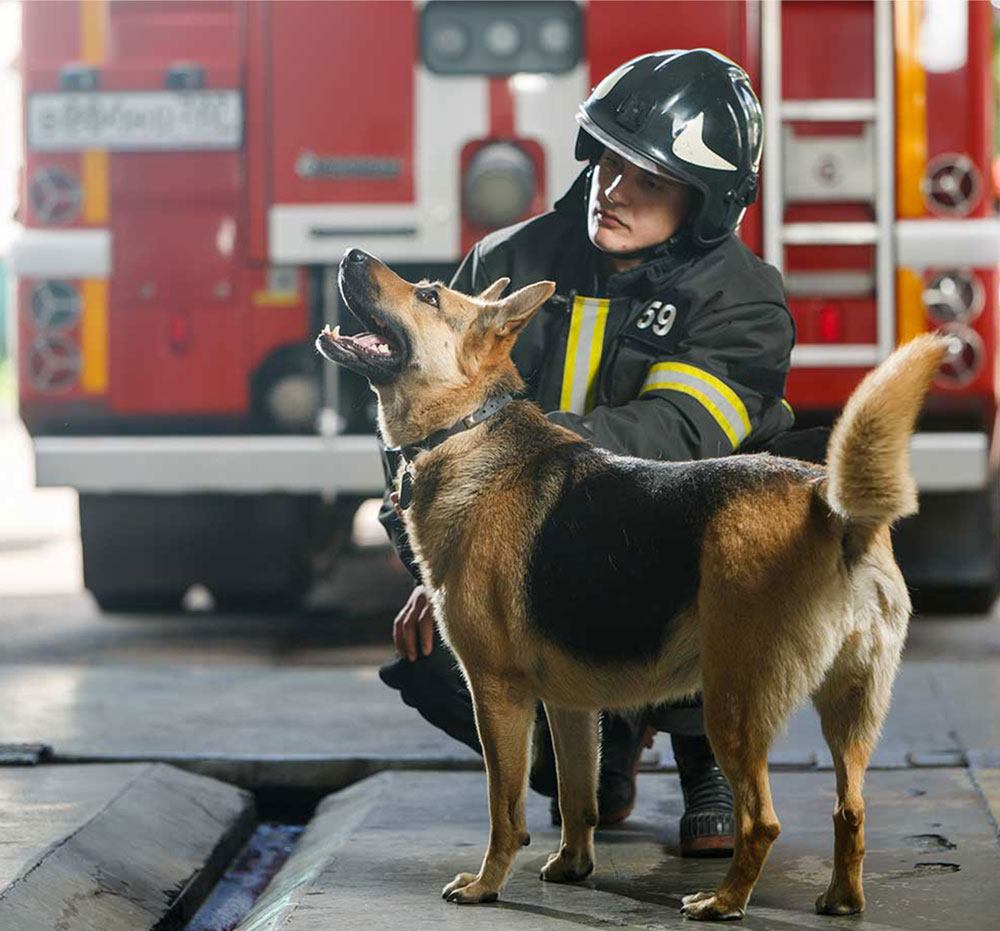 Diggs: Fire Safety Tips for Your Pup | Milled