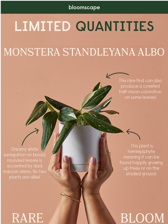 Bloomscape: SURPRISE! Our next rare bloom is here...and no two plants ...