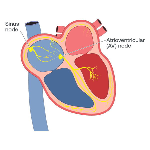 Eko: What is Ventricular Depolarization? | Milled