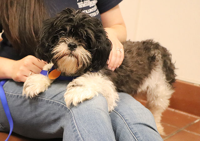 North Shore Animal League: July eNewsletter: Echo Begins the Next Step ...