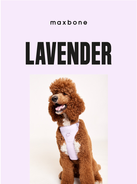 Maxbone: Everyone Loves Lavender | Milled