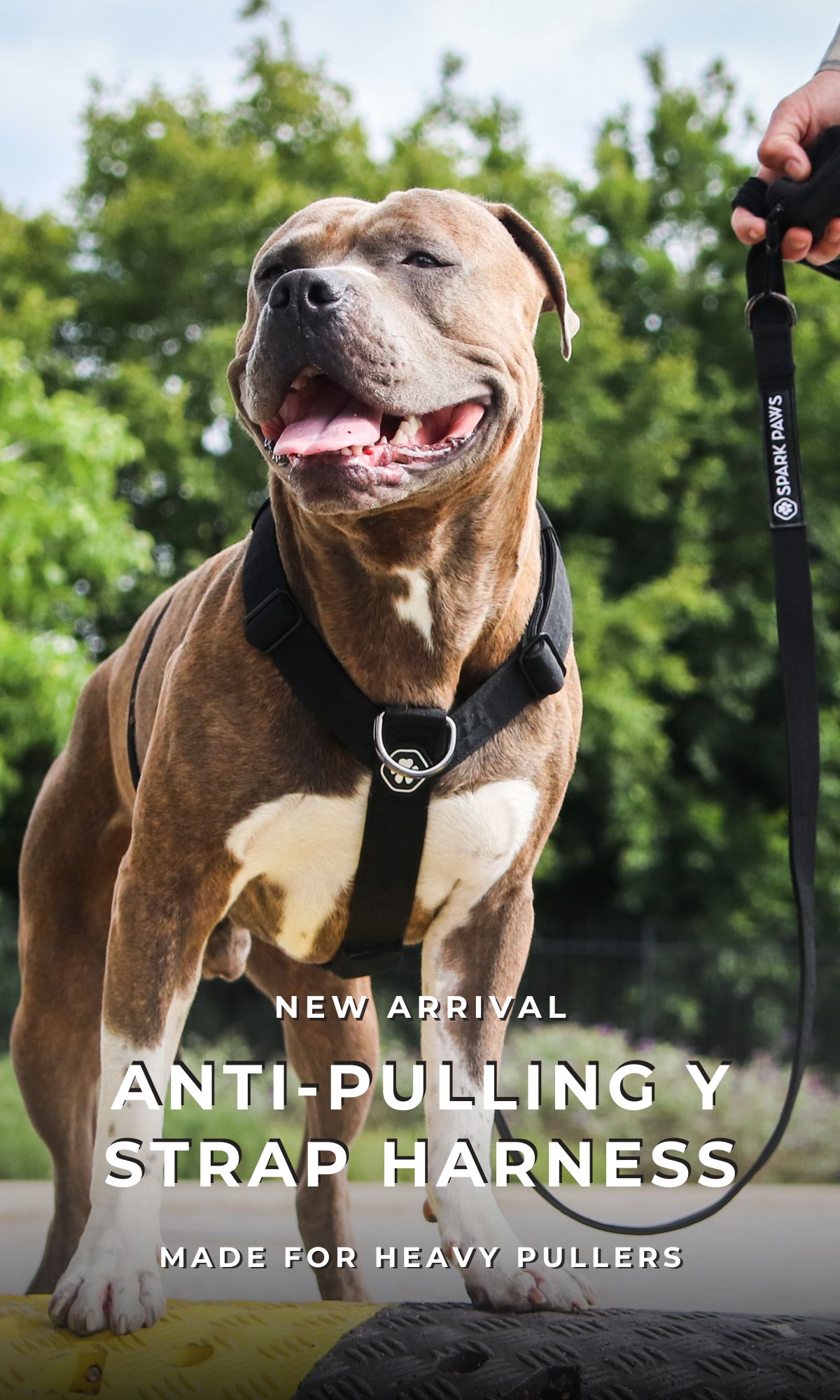 Spark Paws: NEW: The Best Anti-Pulling Harness for Big Dogs 🐶 | Milled