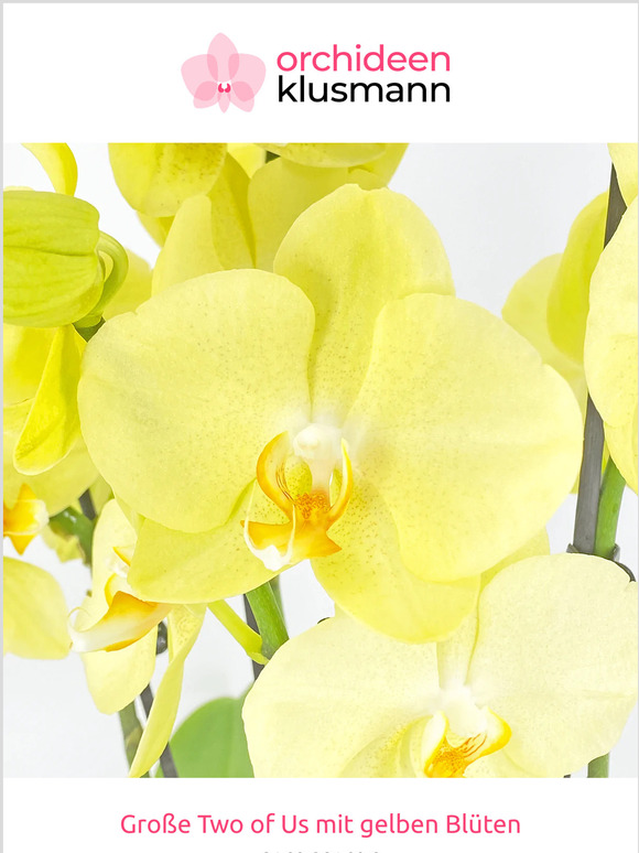 Orchideen Klusmann: Neues aus deiner Orchideen-Gärtnerei 🌸 | Milled