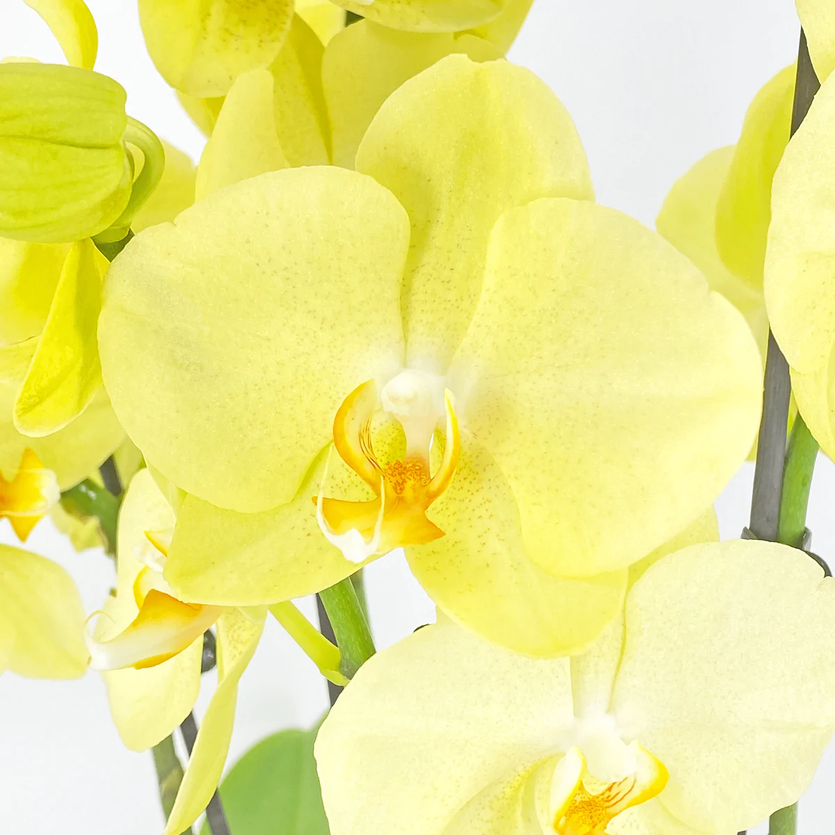 Orchideen Klusmann: Neues aus deiner Orchideen-Gärtnerei 🌸 | Milled