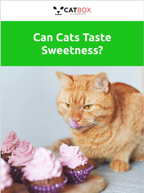 Cat Box Classics: Can Cats Taste Sweetness & Should You Share Sweets ...