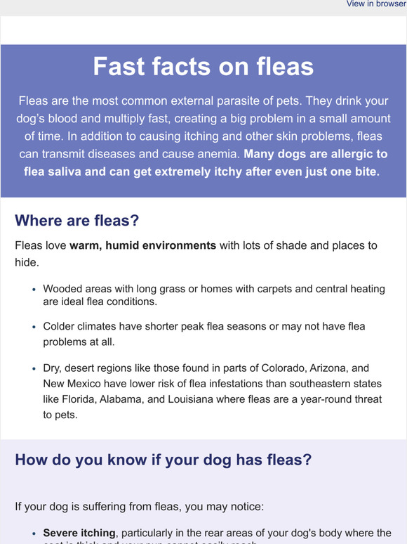 ElleVet: Tackling fleas and itchy skin | Milled