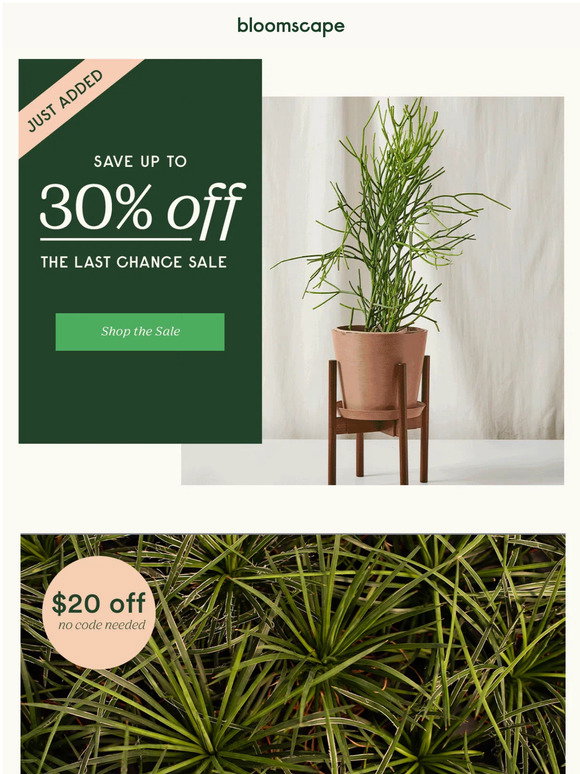 Bloomscape: Last Chance! Save up to 30% off plants, pots, and more | Milled