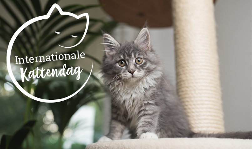 Smartphoto: Internationale Kattendag | Verwen jouw kat met deze pawsome ...