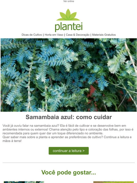 Plantei: Samambaia azul: como cuidar💙 | Milled