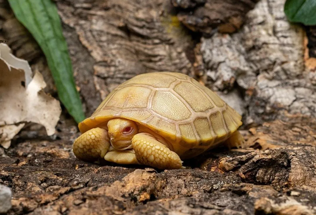 Flora and Fauna: Rare Albino Tortoise Born In Switzerland! 🐢 | Milled