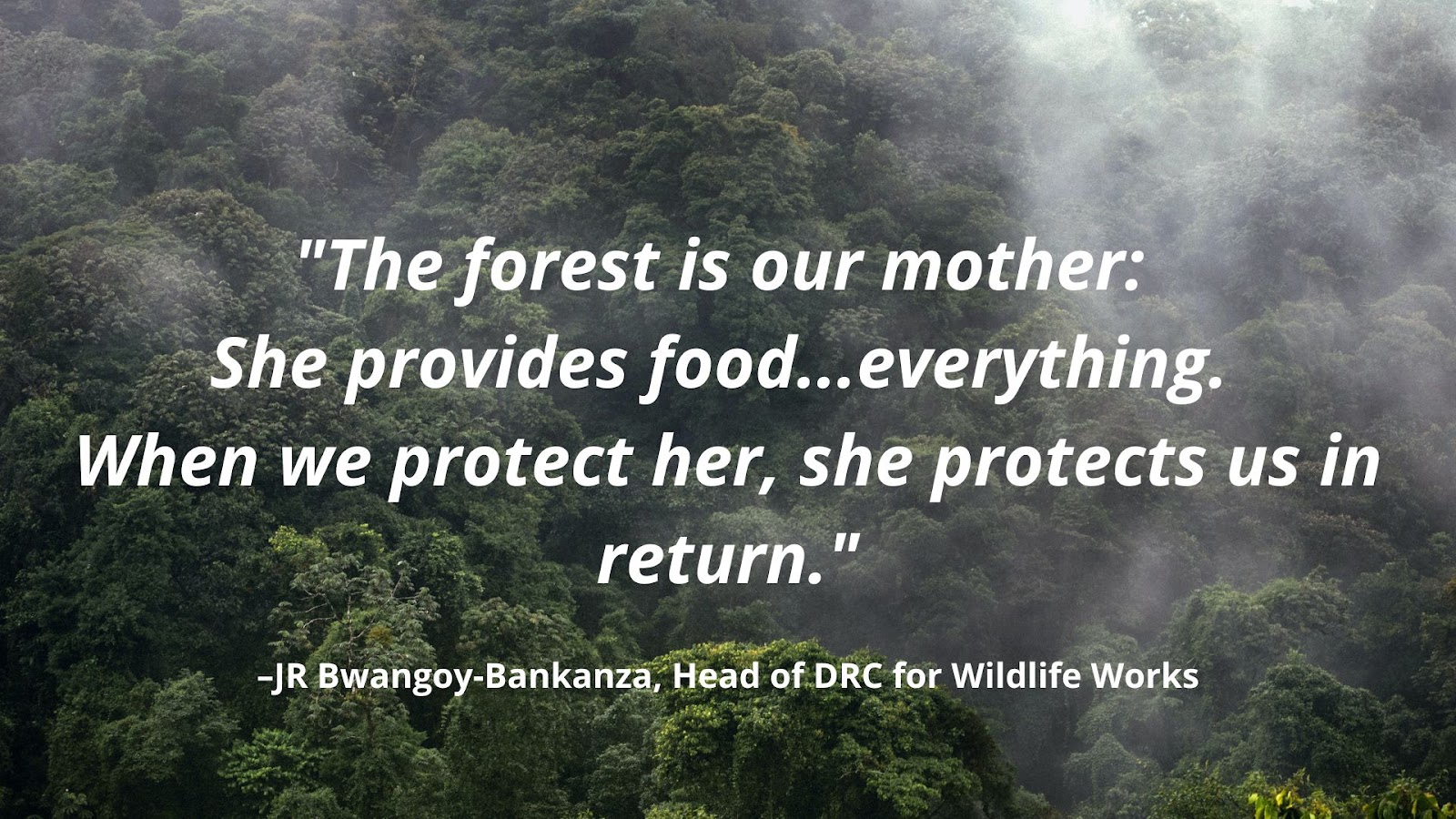 Wildlife Works: The Forest is Our Mother | Milled