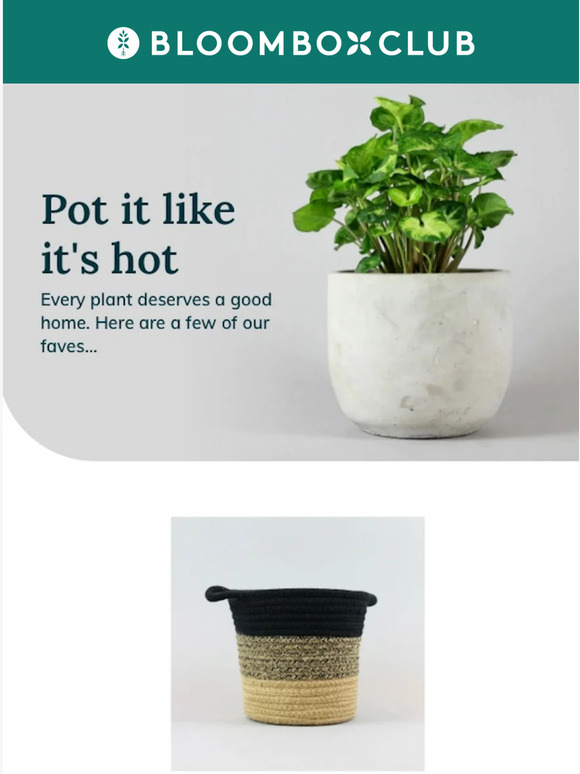 Bloombox Club: 🪴 Hot pots, 🌱 Hot plants | Milled