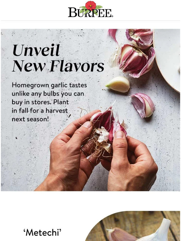 Burpee: Unveil New Flavors of Garlic! | Milled