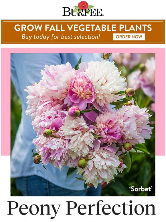 Burpee: Pick Your Perfect Peonies! | Milled
