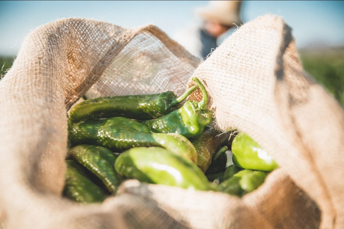 Hatch Green Chile: Chile Season is in Full Swing 💚 | Milled