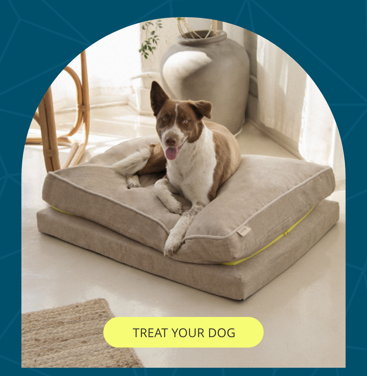 Coop Home Goods: Is your dog taking over your bed? 🐶 | Milled