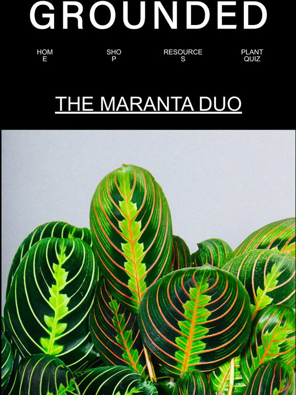 Grounded Plants: Marantas Make The Perfect Duo! | Milled