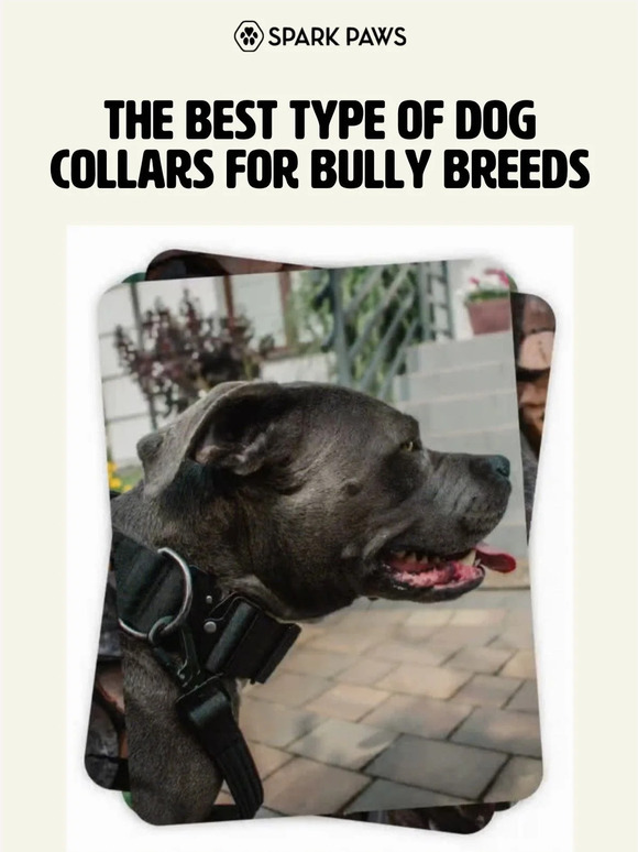 Spark Paws: A guide to finding the perfect collar 🐶 | Milled