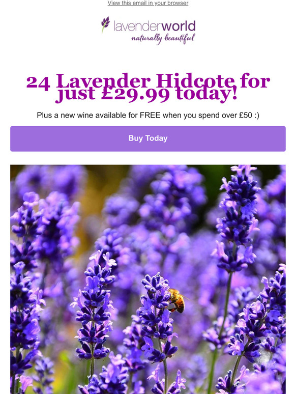 Lavender World: 24 Lavender Hidcote plants for just £29.99 | Milled