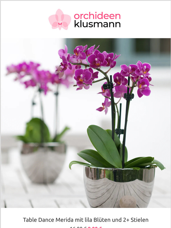 Orchideen Klusmann: 😍 Klein aber fein – unsere Table Dance zum Sparpreis | Milled