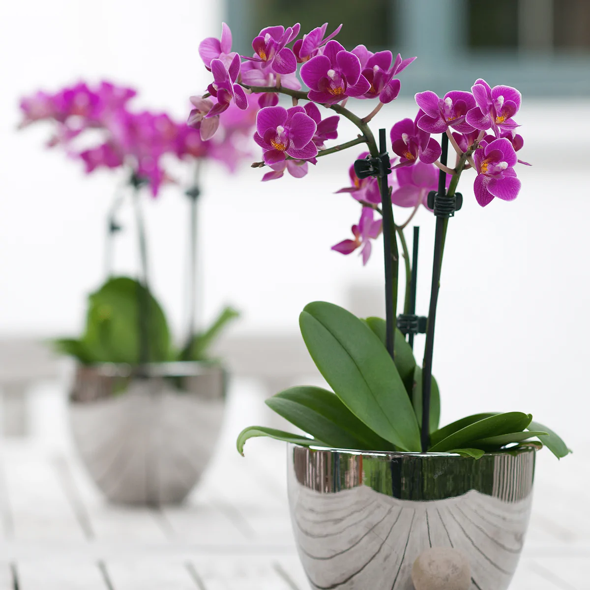 Orchideen Klusmann DE: 😍 Klein aber fein – unsere Table Dance zum Sparpreis | Milled