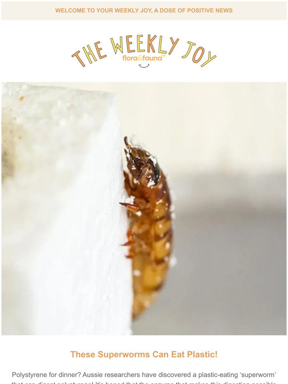 Flora and Fauna: These Superworms Can Eat Plastic! 🐛 | Milled
