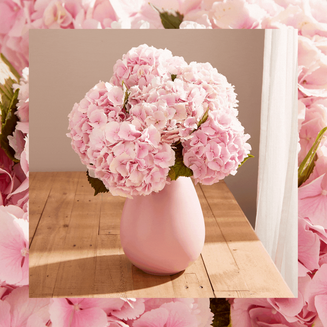 Arena Flowers: Hydrangeas are here! | Milled
