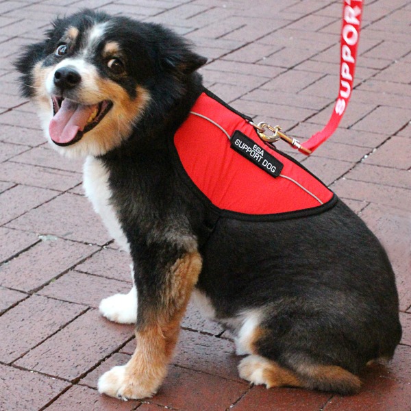 EsaRegistration.org: Have you seen the World's Cutest Service Dog? | Milled