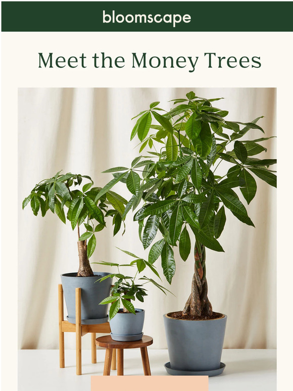 Bloomscape: Meet the Money Trees 💸 | Milled