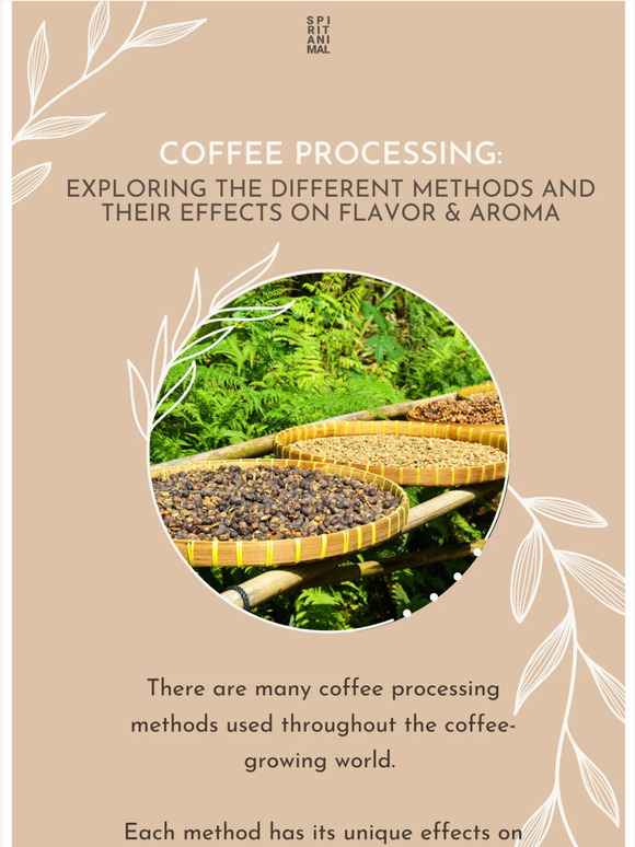 Spirit Animal Coffee: Coffee Processing Methods and Their Effects on ...
