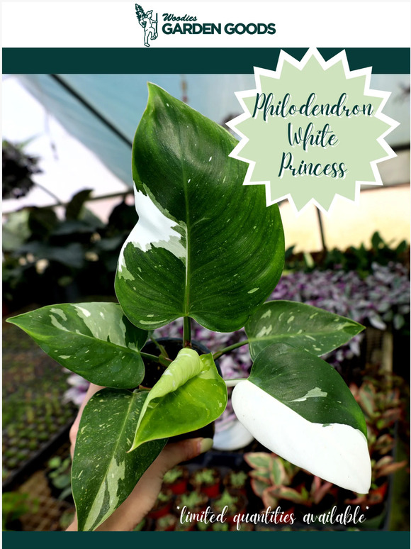 Garden Goods Direct: A new bombshell plant has entered the villa...😍 ...