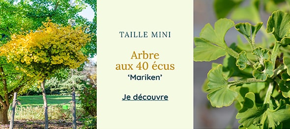 Jardin du Pic Vert: Craquez pour les Ginkgos, l'arbre aux 40 écus 💛 ...