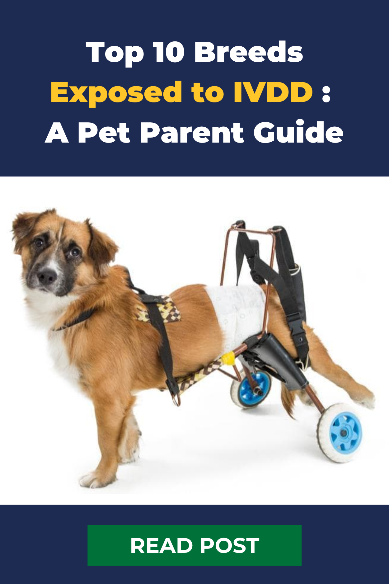 Alpha Paw: Attn Pet Parent, Here are Top 10 Breeds Exposed to IVDD | Milled