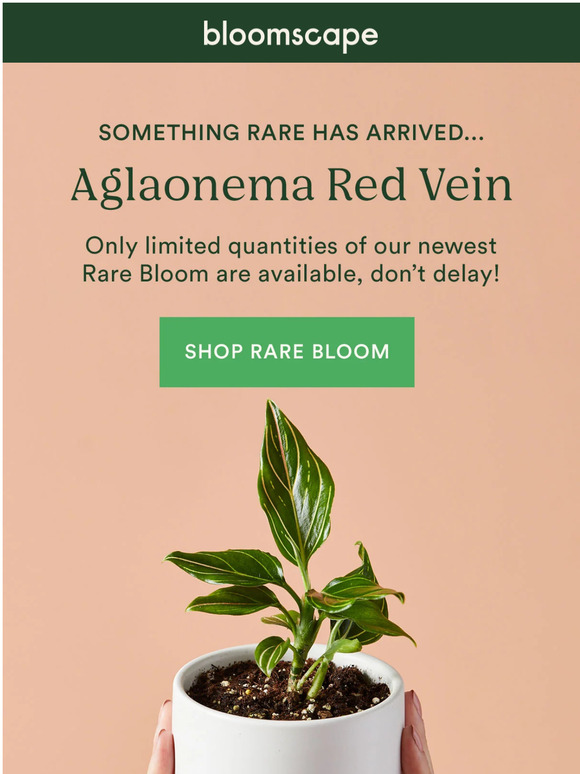 Bloomscape: LIMITED SUPPLY: Our Next Rare Bloom Just Dropped | Milled