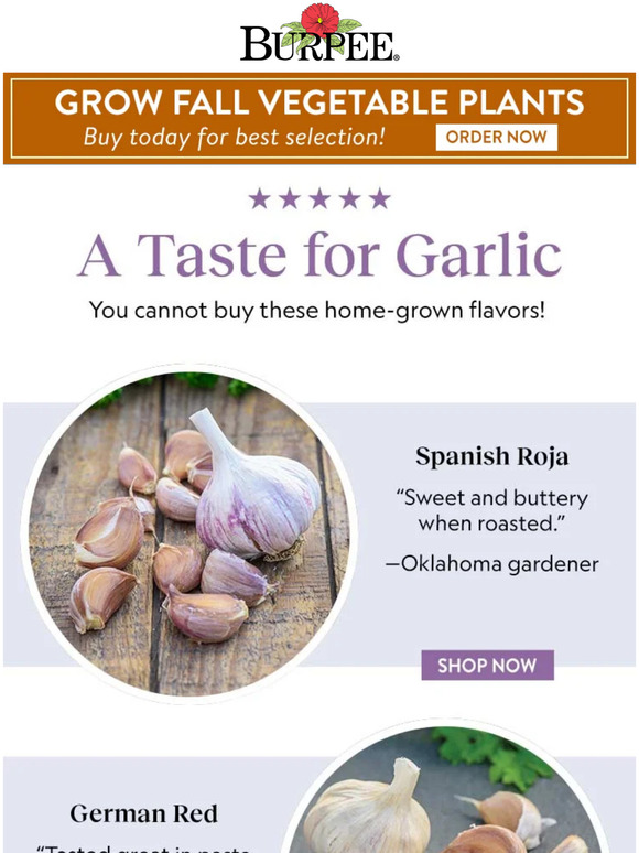 Burpee: The Many Flavors of Garlic | Milled