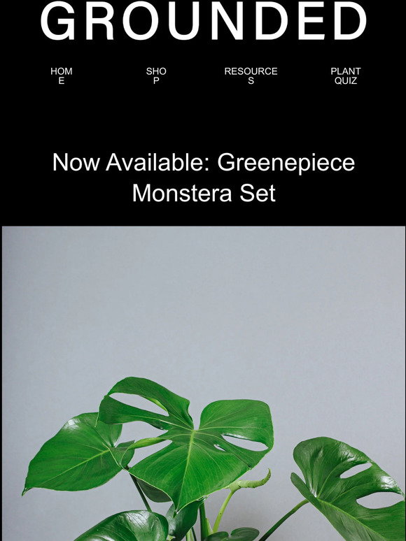 Grounded Plants: Shop The Greenepiece Monstera Set Now! | Milled