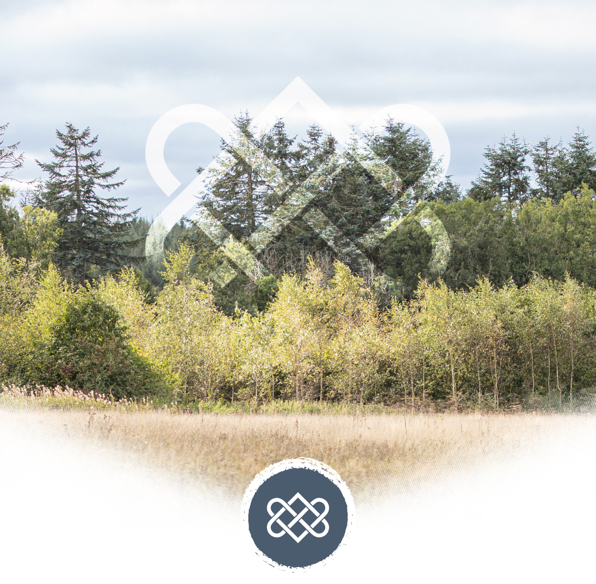 Bluestone: Discover the Diamond Wood of West Wales | Milled